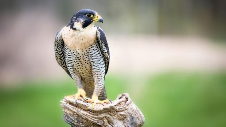 200+ Falcon Names with Cute, Famous, and Mythical Options