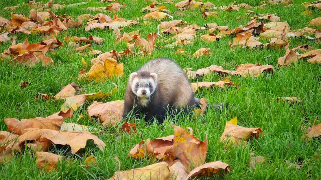 300+ Fantastic Ferret Names: Cute, Funny & Awesome Choices