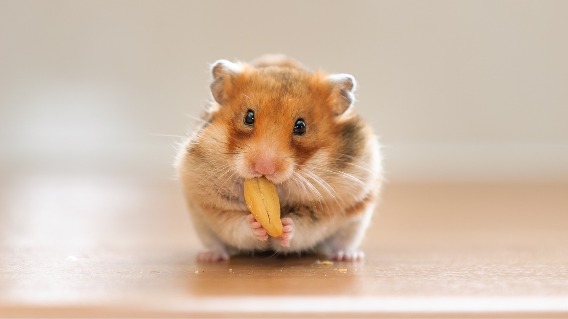 315+ Hamster Names with Cool, Funny, and Unique Choices