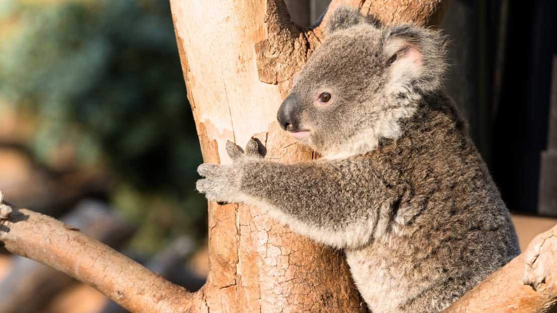 200+ Popular, Cute, & Unique Koala Names (2025)