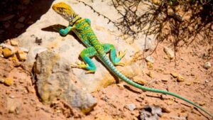 300+ Lizard Names with Cute, Funny, and Mythological Options