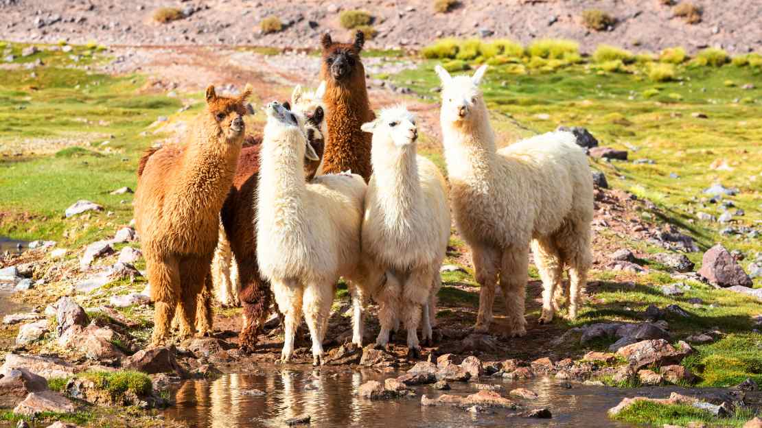 240+ Best Llama Names: Cute, Funny and Unique Name Ideas