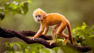 150+ Catchy Monkey Names: Top Picks for Your Playful Buddy