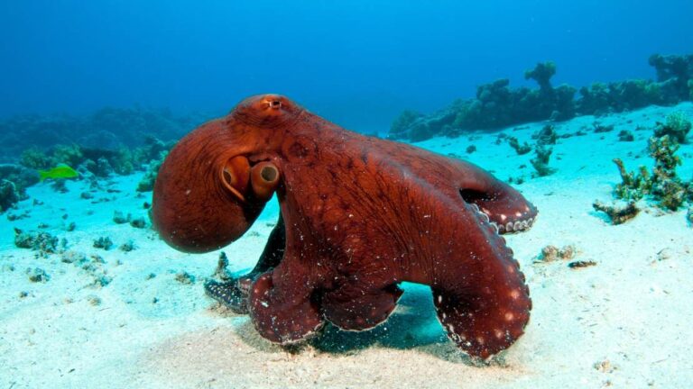 130+ Catchy, Popular & Cute Octopus Names (2026)