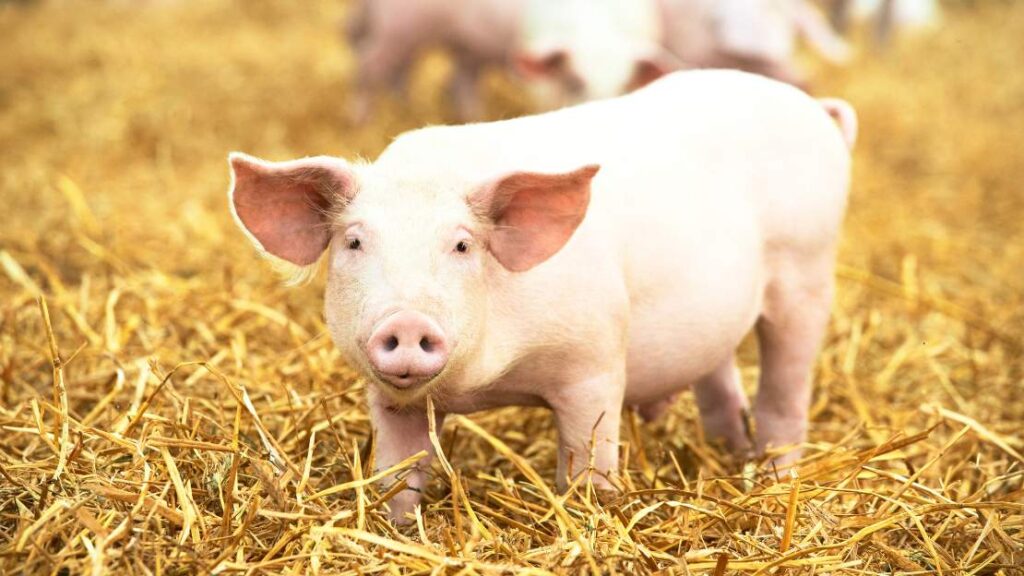 115+ Funny, Adorable & Cute Pig Names (2025)