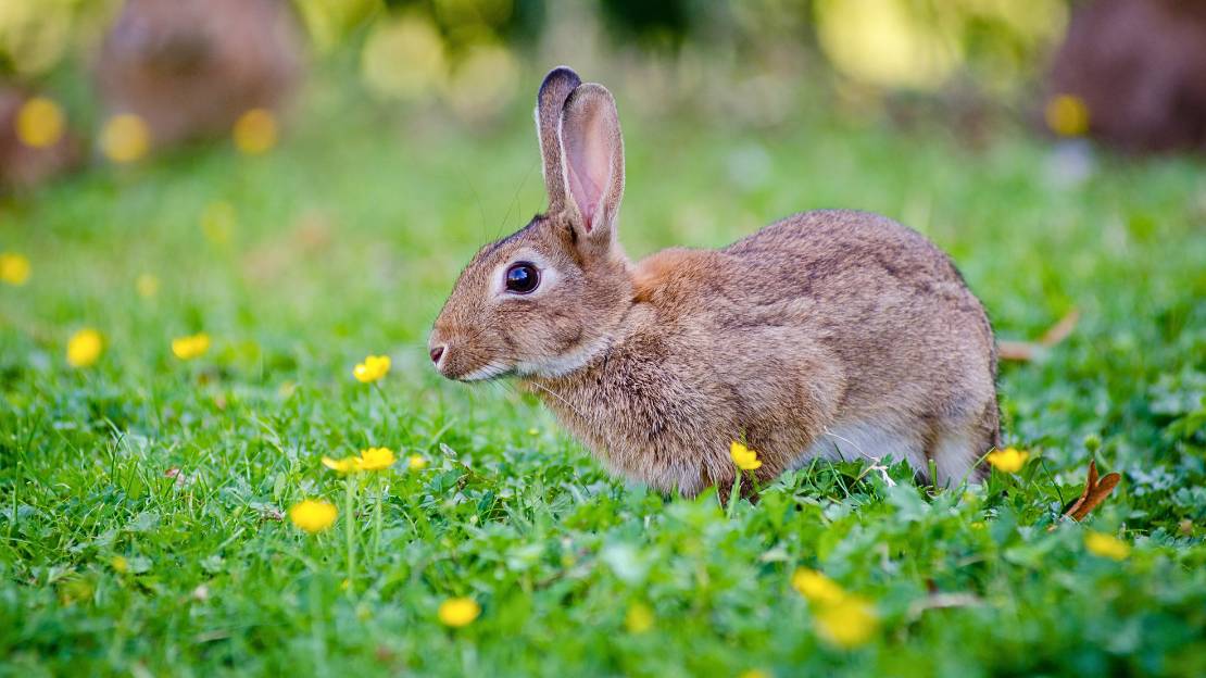 453+ Rabbit Names with Funny, Famous, Color, and Breed-Specific Choices