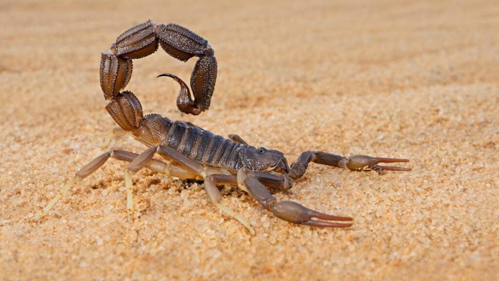 290+ Scorpion Names That Exude Coolness & Legendary Vibes