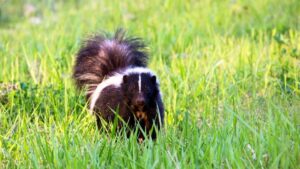 180+ Popular, Cute, & Unique Skunk Names (2026)