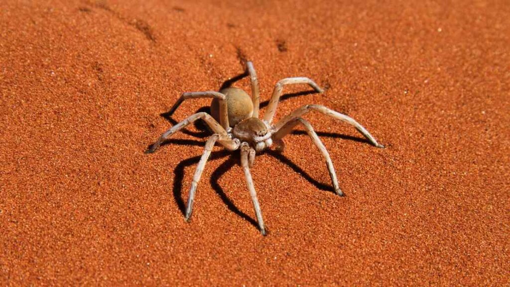 330+ Spider Names with Funny, Awesome, Clever, and Scientific Name Ideas