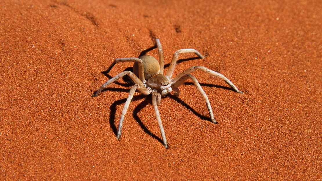 330+ Spider Names with Funny, Awesome, Clever, and Scientific Name Ideas