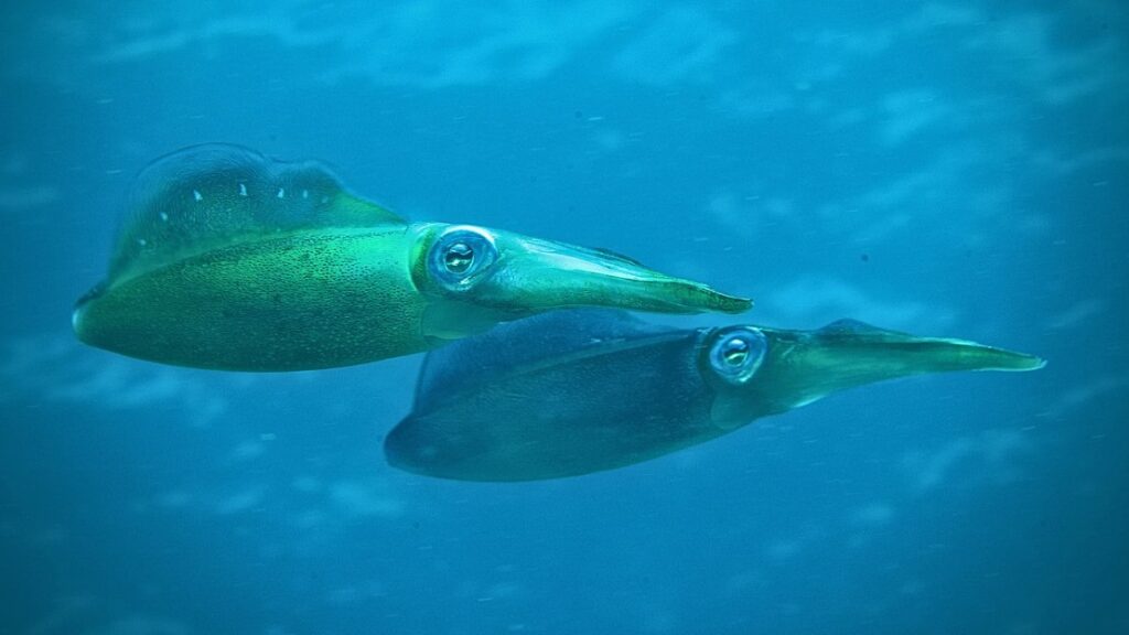 322+ Squid Names in Cute, Funny, Famous, and Unique Categories