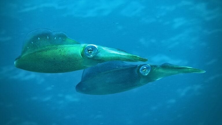 322+ Squid Names in Cute, Funny, Famous, and Unique Categories