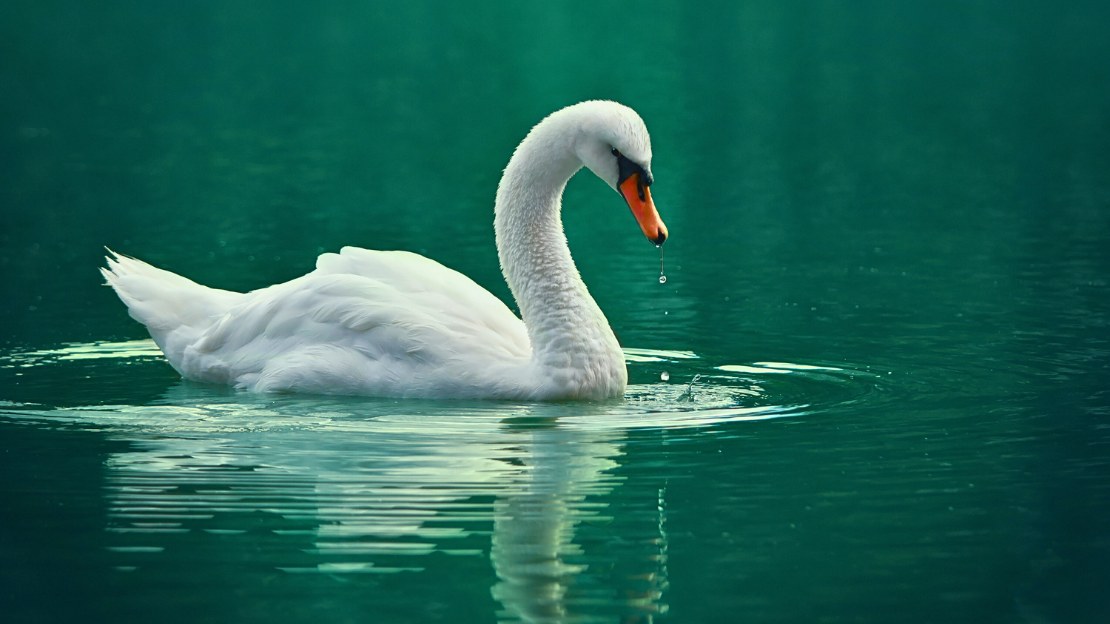 341+ Swan Names with Popular, Mythical, Famous, and Unisex Options