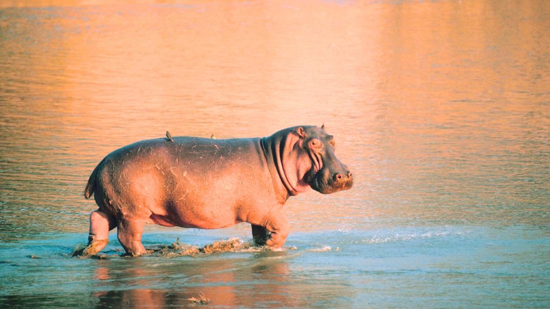 200+ Hippo Names That Are Funny, Cute, & Adorable