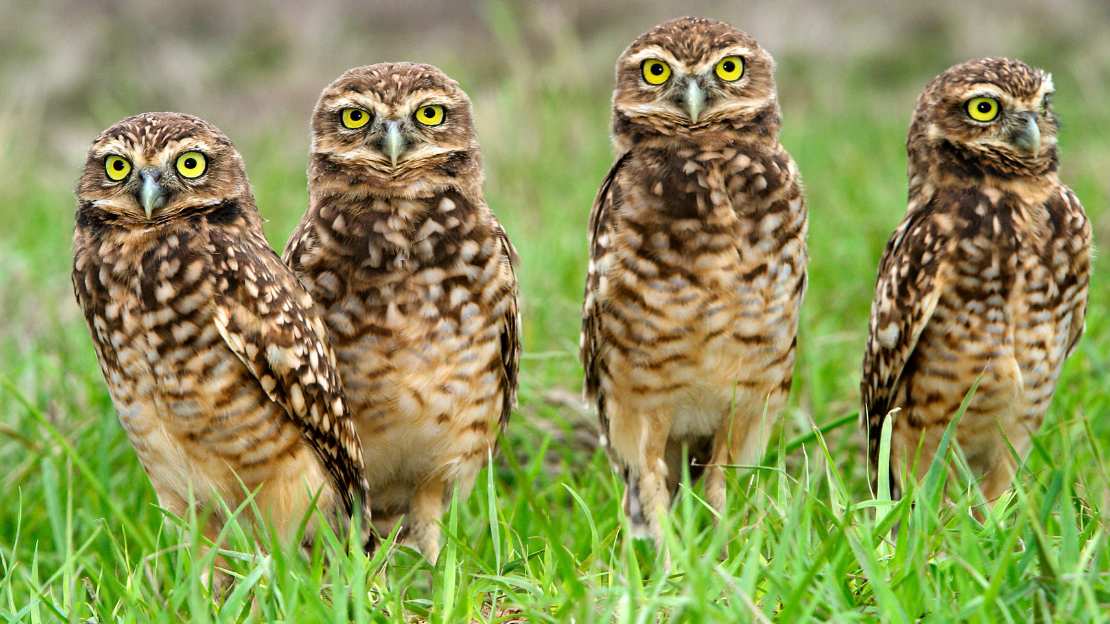 300+ Owl Names: Featuring Hedwig, Hootie, and More Options