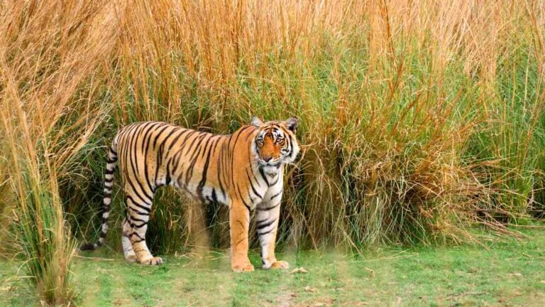 280+ Tiger Names: Cool, Famous, and Mythological Titles