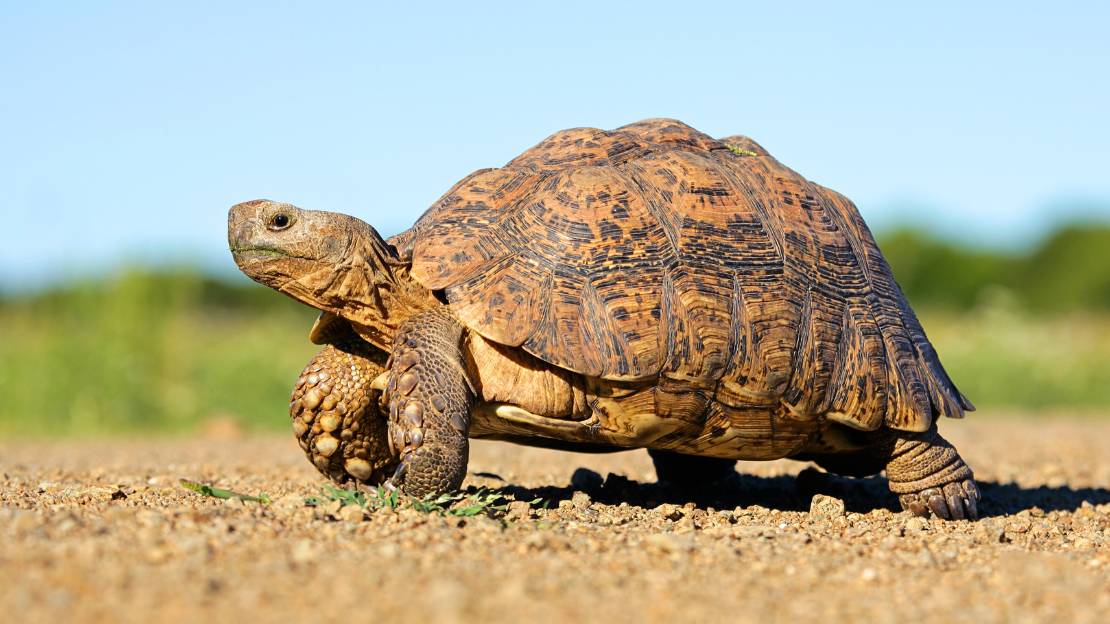 340+ Tortoise Names (with Turtles): Cute, Funny, Unisex, Weird, and More