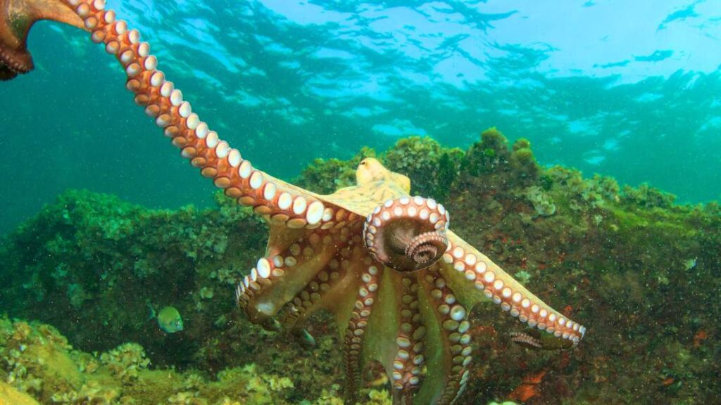 130+ Catchy, Popular & Cute Octopus Names (2026)