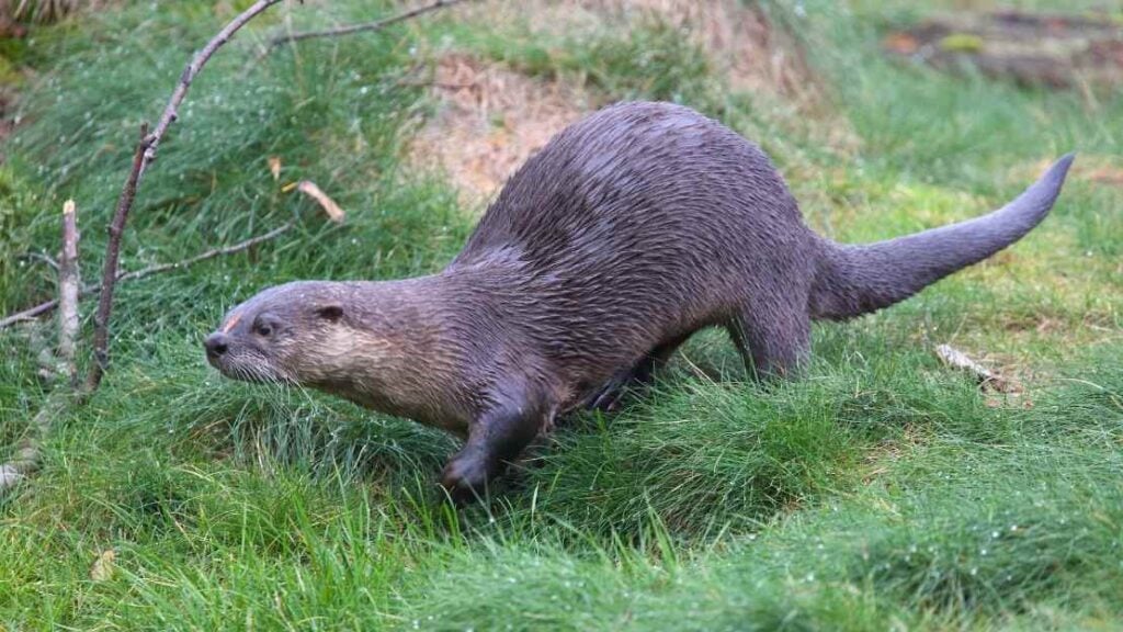 250+ Catchy Otter Names with Famous, and Unique Options