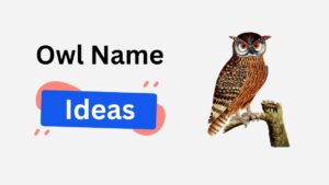 300+ Owl Names: Featuring Hedwig, Hootie, and More Options