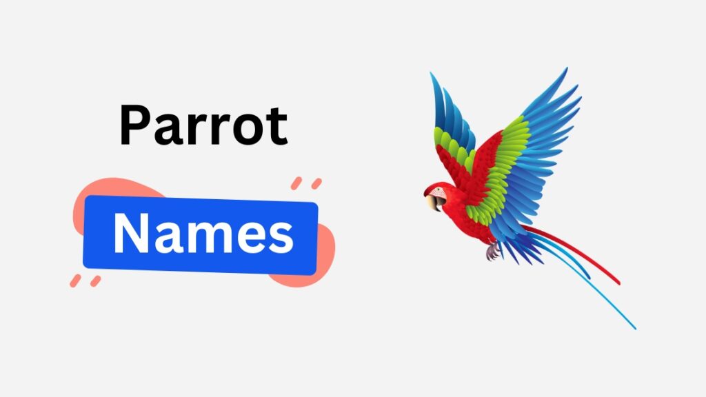 370+ Parrot Names: Cute, Funny, Cool, Exotic, and More
