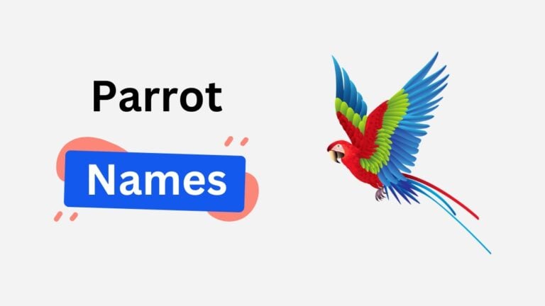 370+ Parrot Names: Cute, Funny, Cool, Exotic, and More