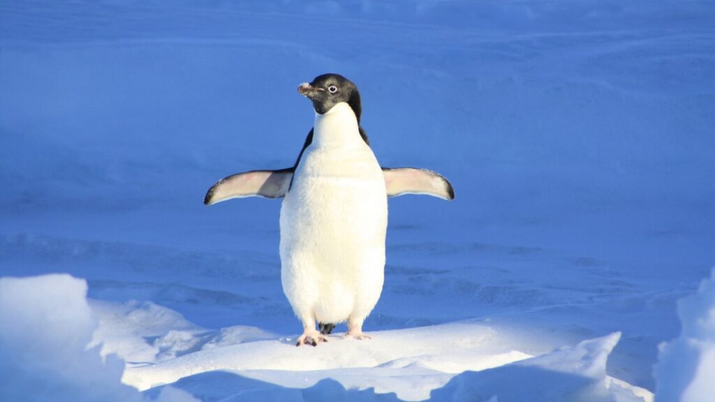350+ Penguin Names with Funny, Adorable & Famous Options