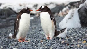350+ Penguin Names with Funny, Adorable & Famous Options