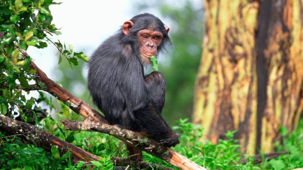 150+ Catchy Monkey Names: Top Picks for Your Playful Buddy