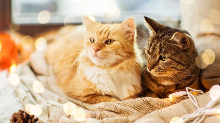 150+ Best Duo Names for Pets: Funny, Unique & Creative