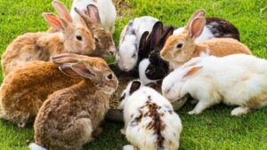 453+ Rabbit Names with Funny, Famous, Color, and Breed-Specific Choices