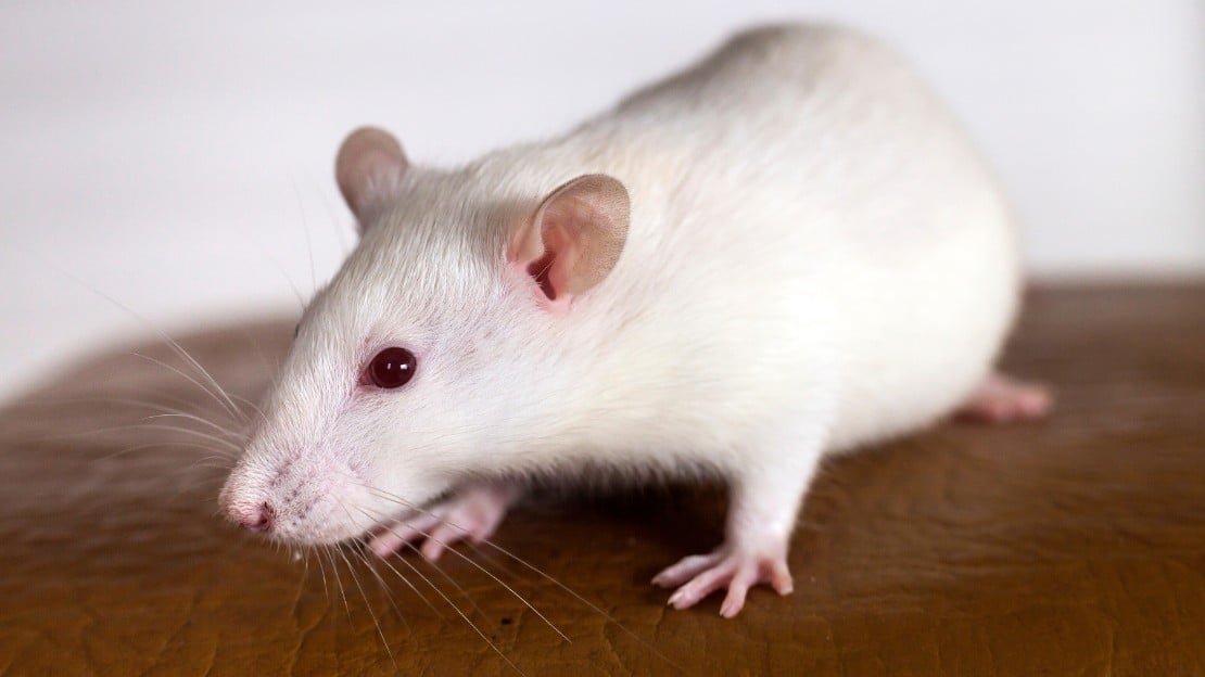 250+ Top Rat Names: Cute, Famous, and Nature-Inspired