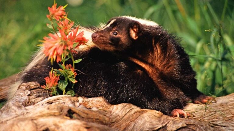 180+ Popular, Cute, & Unique Skunk Names (2025)