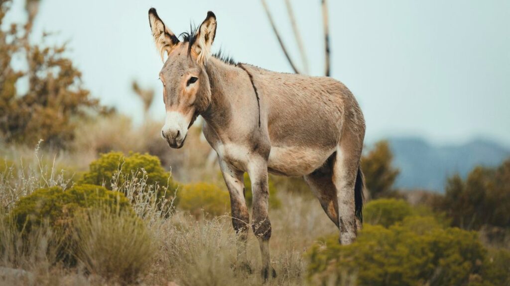 250+ Donkey Names with Cute, Funny, and Popular Options