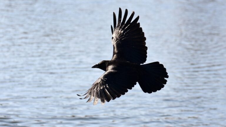 170+ Catchy Crow Names: Cute, Mythical & Famous Choices
