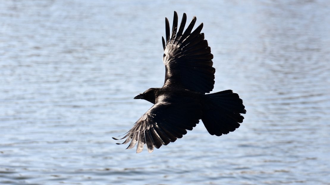 170+ Catchy Crow Names: Cute, Mythical & Famous Choices