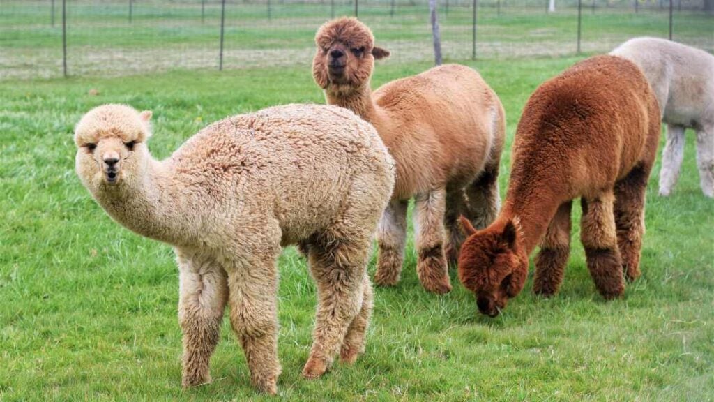 240+ Best Llama Names: Cute, Funny and Unique Name Ideas