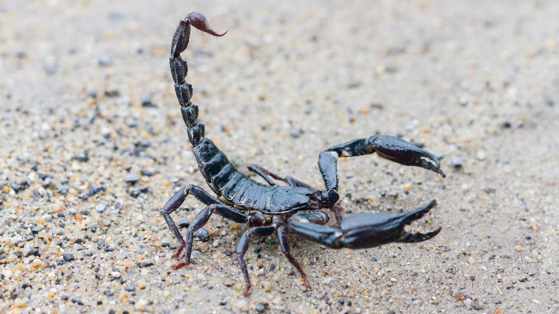 290+ Scorpion Names That Exude Coolness & Legendary Vibes
