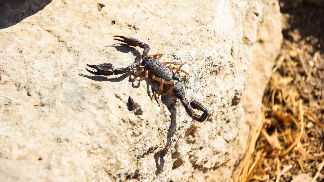 290+ Scorpion Names That Exude Coolness & Legendary Vibes