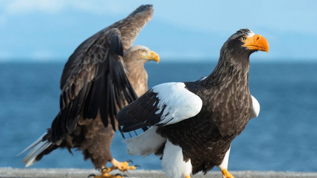 200+ Eagle Names: Cool, Mythical, and Nature-Inspired (2025)