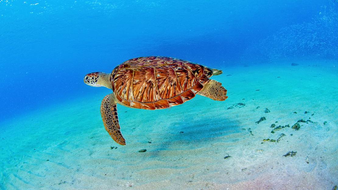 340+ Tortoise Names (with Turtles): Cute, Funny, Unisex, Weird, and More