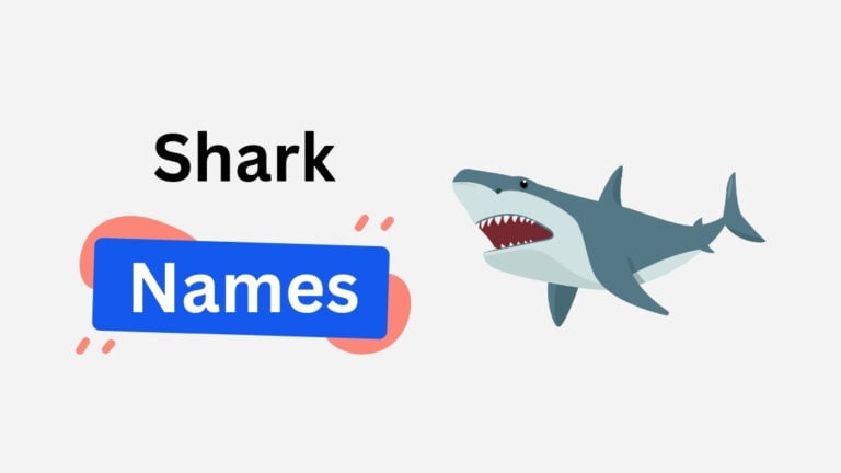 300+ Versatile Shark Names with Famous & Funny Choices