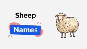 300+ Sheep Names: Funny, Cute, and Creative Ideas (2025)