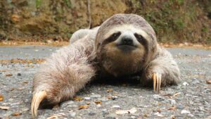 150+ Cute, Unique & Funny Sloth Names: Choose Yours Now!