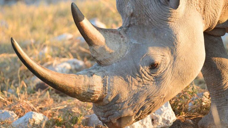 344+ Rhino Names with Popular, Mythical, Species-Specific, and Unique ...