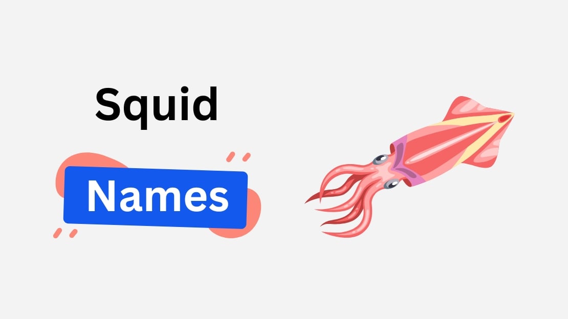 322+ Squid Names in Cute, Funny, Famous, and Unique Categories