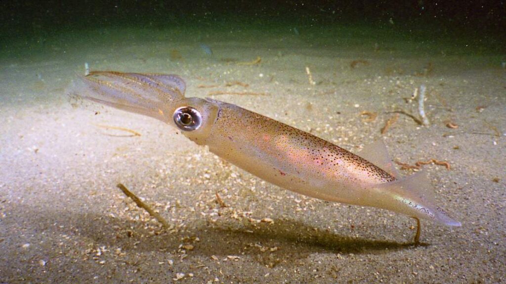 322+ Squid Names in Cute, Funny, Famous, and Unique Categories