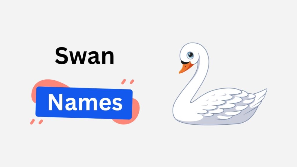 341+ Swan Names with Popular, Mythical, Famous, and Unisex Options