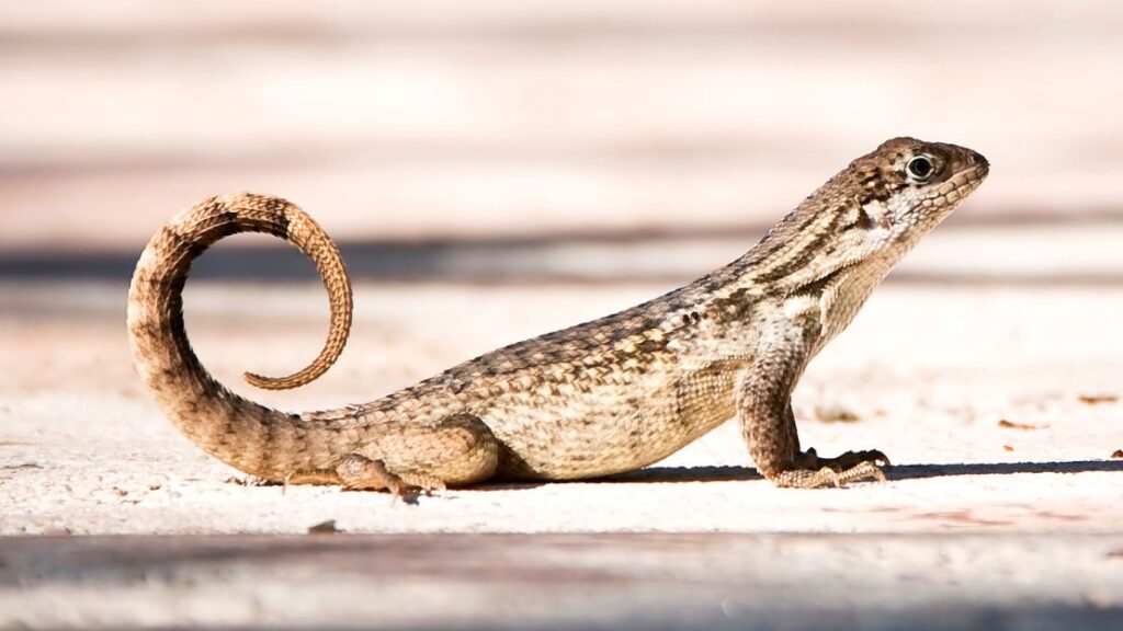 300+ Lizard Names with Cute, Funny, and Mythological Options