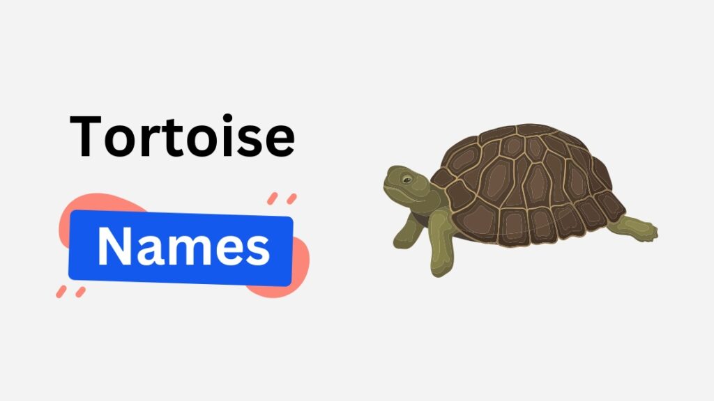 340+ Tortoise Names (with Turtles): Cute, Funny, Unisex, Weird, and More